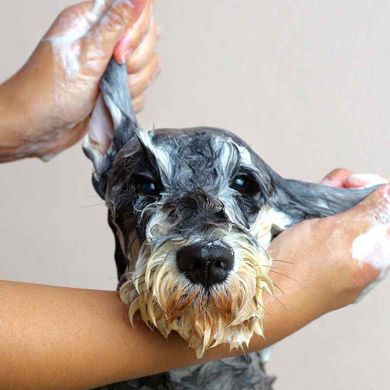 Advanced Pet Care Clinic - Comprehensive Veterinary and Pet Services in ...