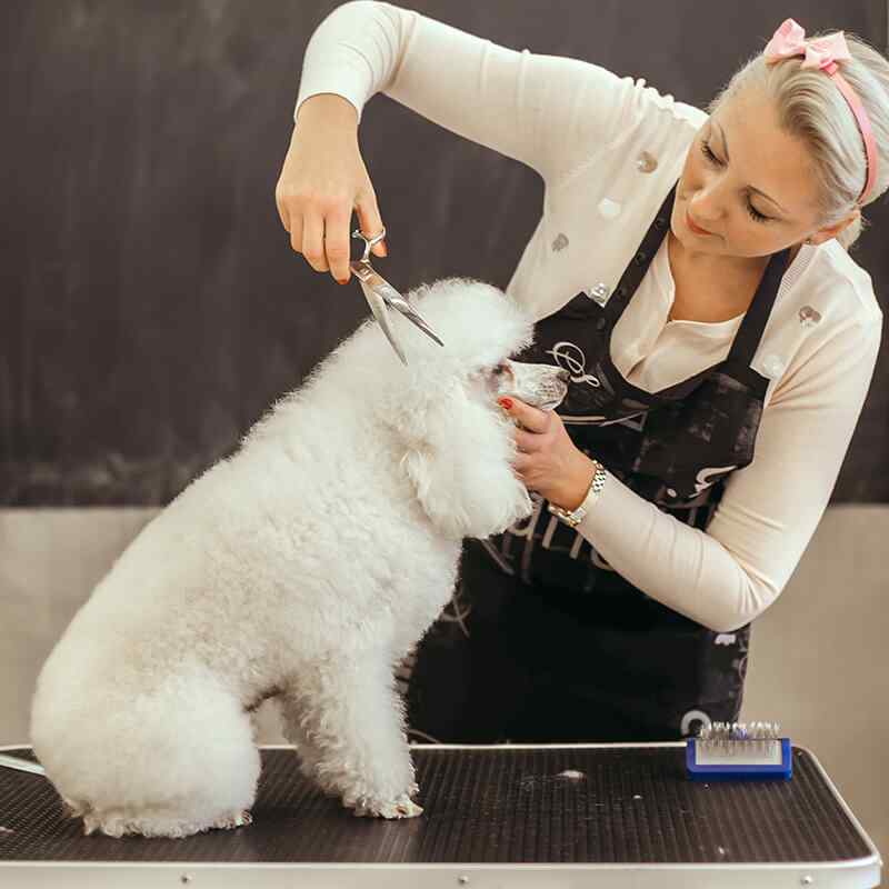 Advanced Pet Care Clinic - Comprehensive Veterinary and Pet Services in ...